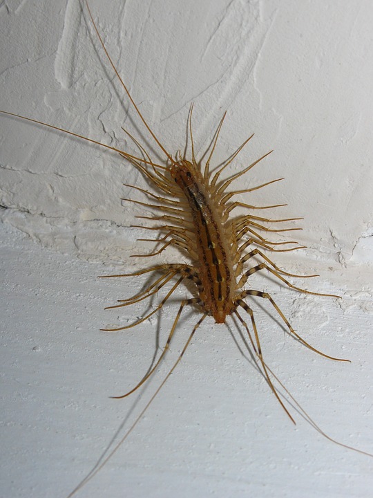 Les insectes dans nos maisons